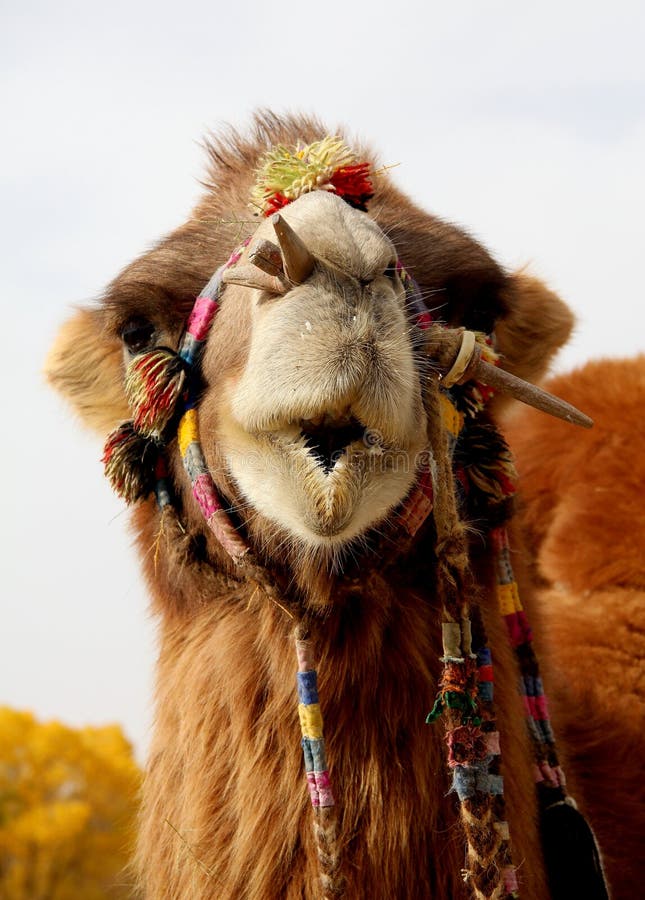 Lovely camel stock image. Image of blue, dene, cute, animal - 34802033