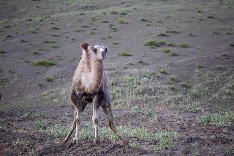 A lovely camel in the sun stock image. Image of grass - 270536343