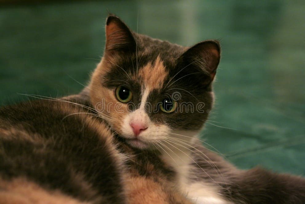 Lovely cat stock photo. Image of animal, green, companionship - 4299030