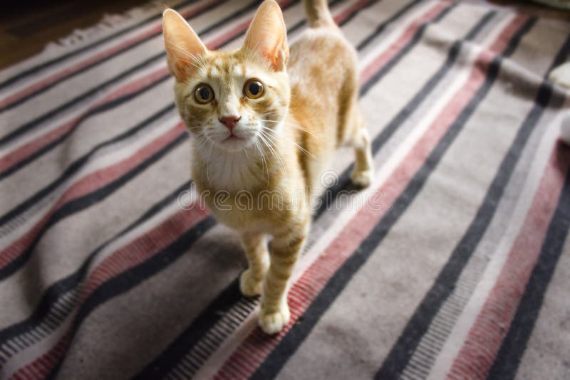 Lovely Cat stock image. Image of animal, animals, themes - 72467579