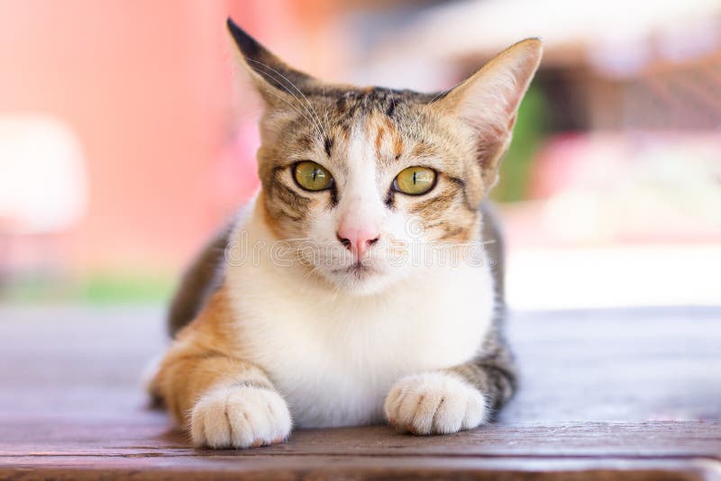 Lovely Cat Looking at the Camera Stock Image - Image of mammal, catch ...