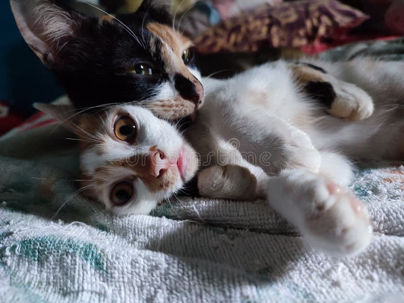 Lovely Cat Mother and Kitten Hug Stock Photo - Image of mother, kitten ...