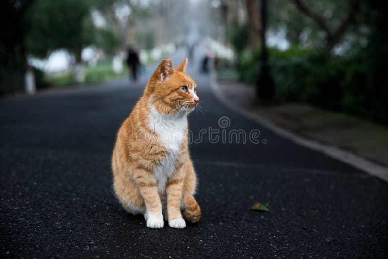 A lovely cat on the road stock image. Image of sitting - 209577057