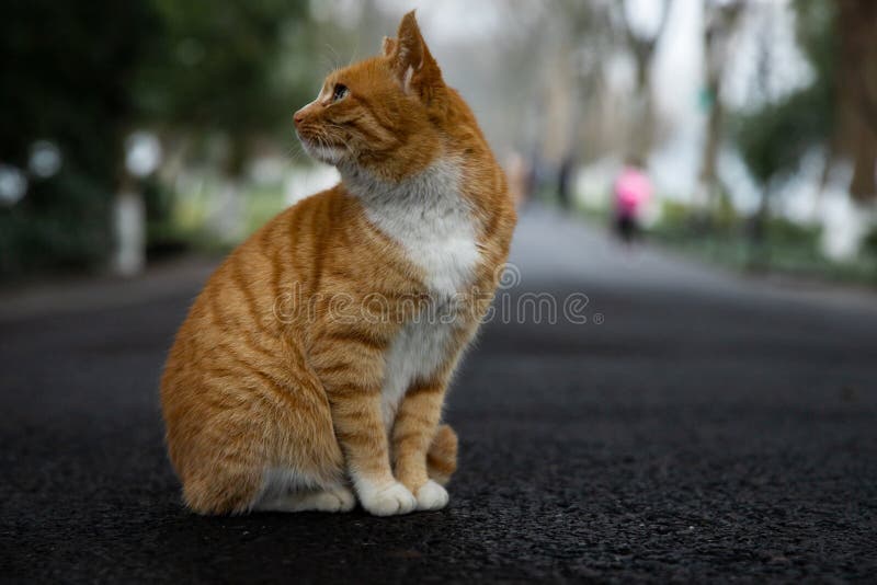 A lovely cat on the road stock image. Image of road - 209576807