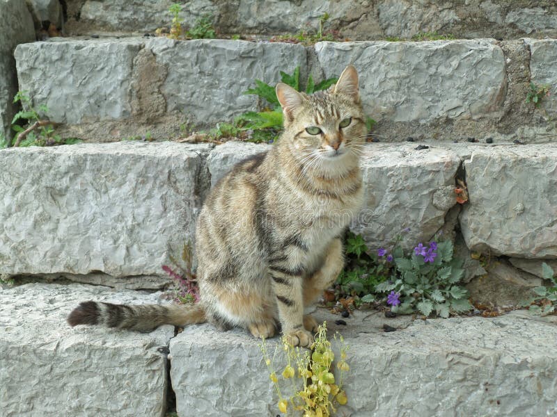 Cat Sitting Mountainside Stock Photos - Free & Royalty-Free Stock ...
