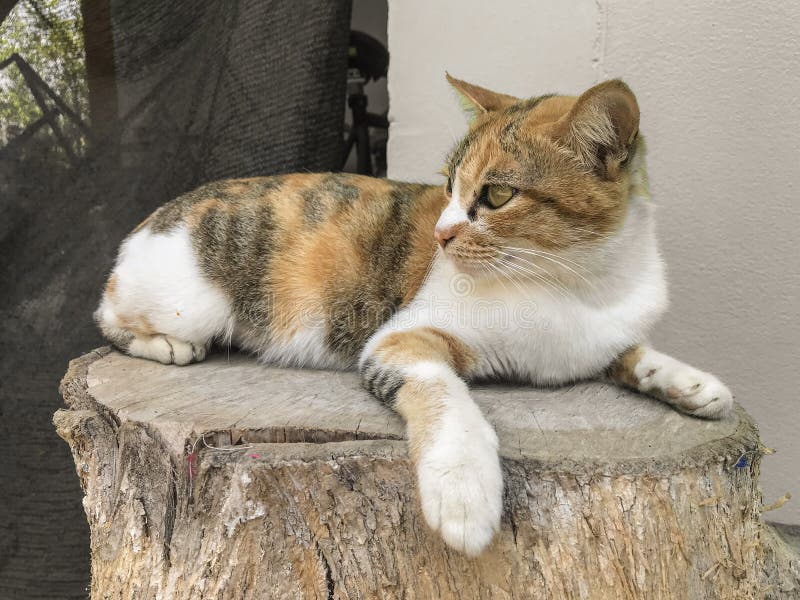 A Lovely Cat Sitting on Timber Wood Stock Photo - Image of kind ...