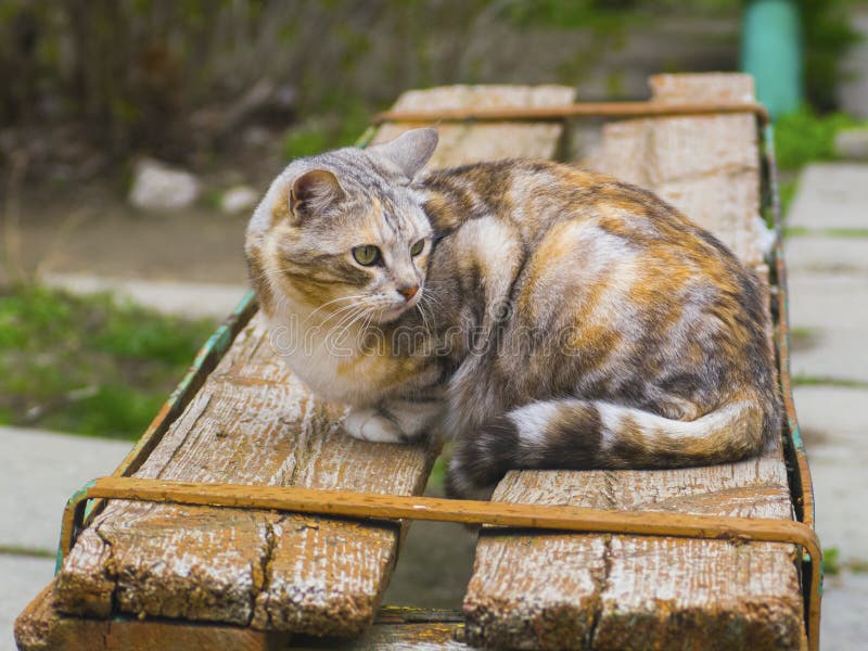 Lovely Cat Sitting on a Wooden Bench Stock Image - Image of beautiful ...