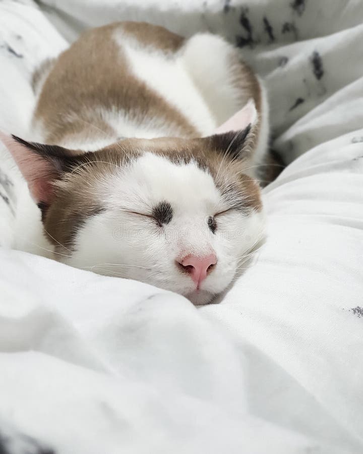 Lovely Cat Sleeping on His Bed Background Pet Wallpaper Stock Photo ...