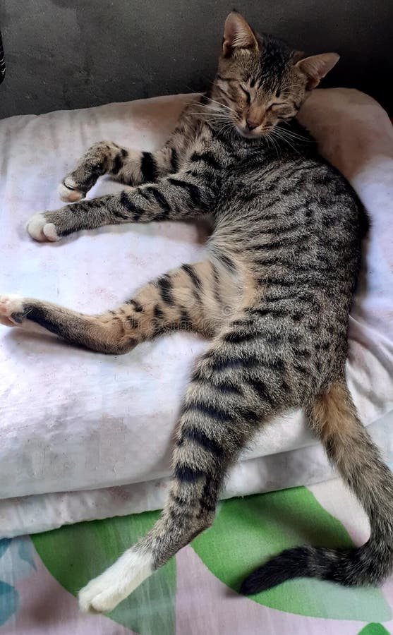 Lovely cat sleeping pose stock image. Image of nose - 284708137