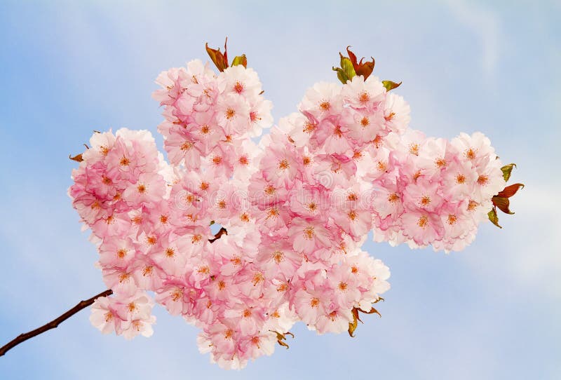 Lovely Cherry-flowers in Spring. Stock Image - Image of sakura ...