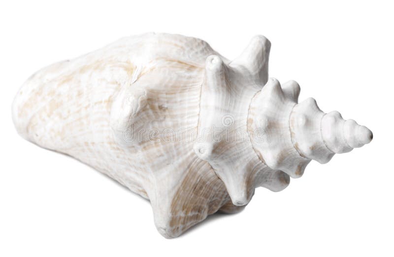 Conch Shell - Backside stock image. Image of shell, conch - 29823105