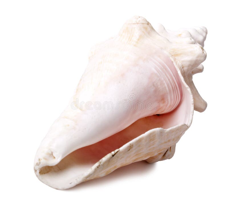 18,691 Conch Shell White Background Stock Photos - Free & Royalty-Free ...