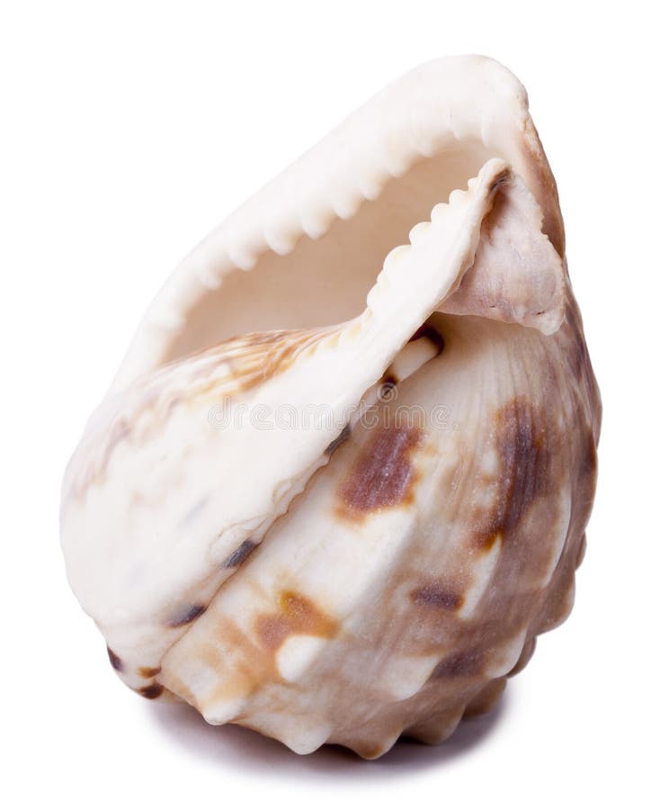 Conch Shell - Backside stock image. Image of shell, conch - 29823105