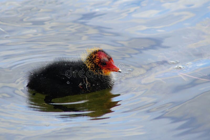 Lovely coot chick stock image. Image of common, young - 94559077