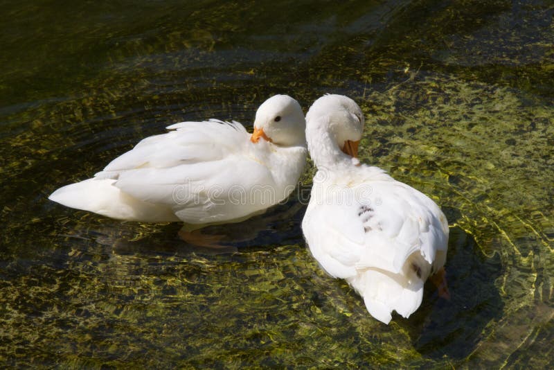 Duck marriage stock photo. Image of ducks, veil, toys - 9785186