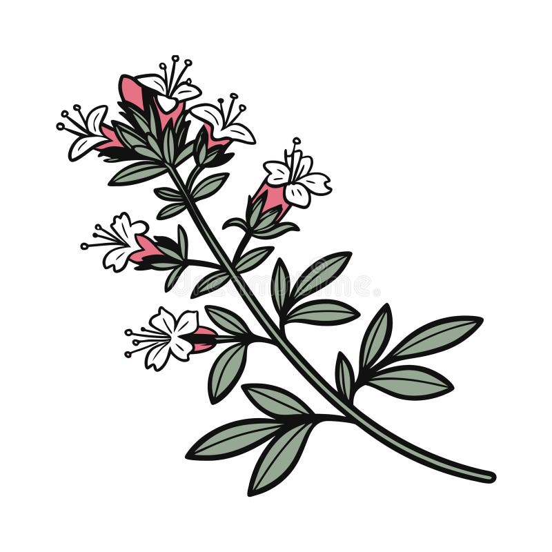 Lovely Creeping Thyme Flower Design Stock Illustration - Illustration ...