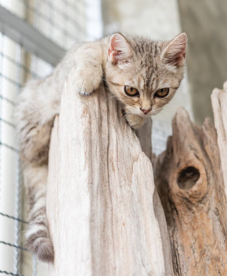 Lovely Cute Little Cat on Wood Log Looking Down Stock Image - Image of ...