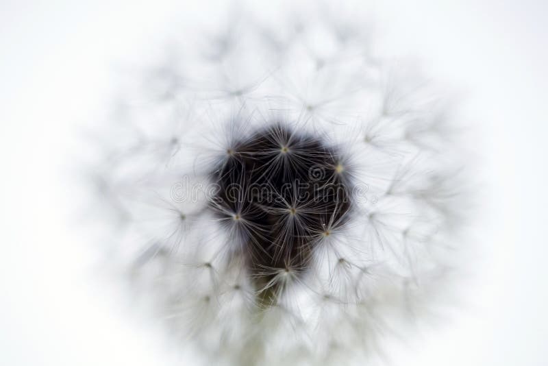 Flower Letting Go of Its Seed Stock Photo - Image of birth, modern: 3705282