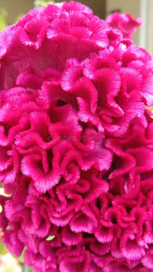 A Lovely Day with Pinky Flower is an Inspiration Stock Image - Image of ...