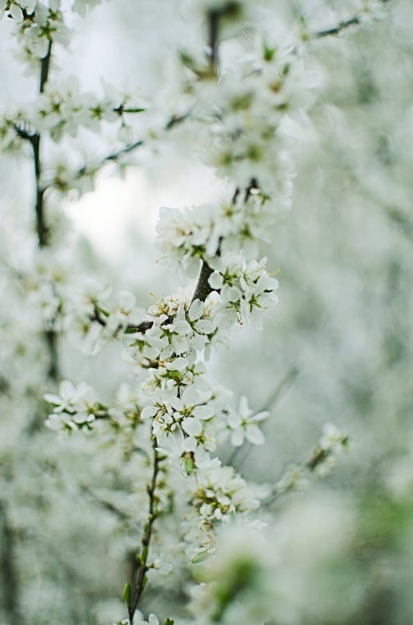Lovely Delicate Cherry Blossom in Warm Spring Weather for Background ...