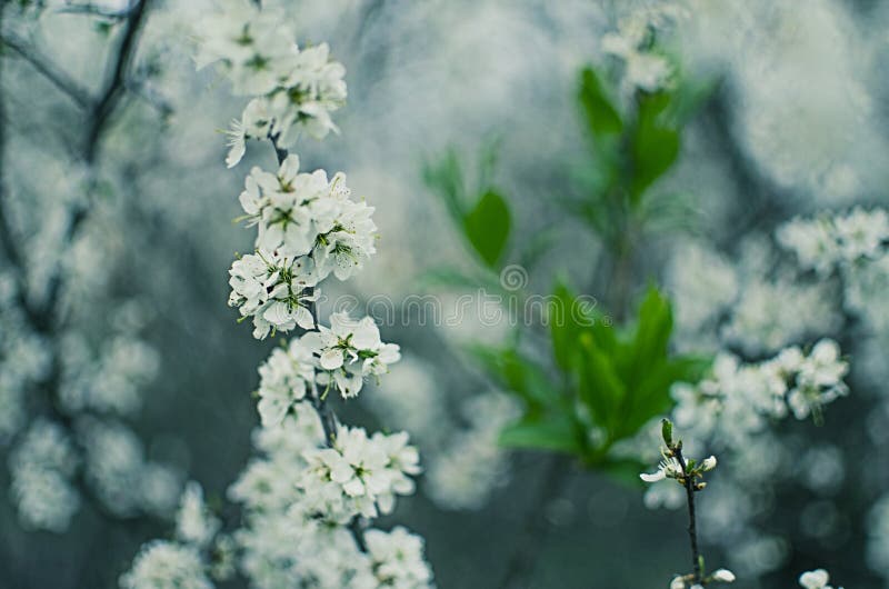 Lovely Delicate Cherry Blossom in Warm Spring Weather for Background ...
