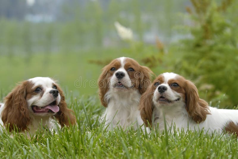Lovely dogs stock image. Image of expression, friend, adorable - 4893815