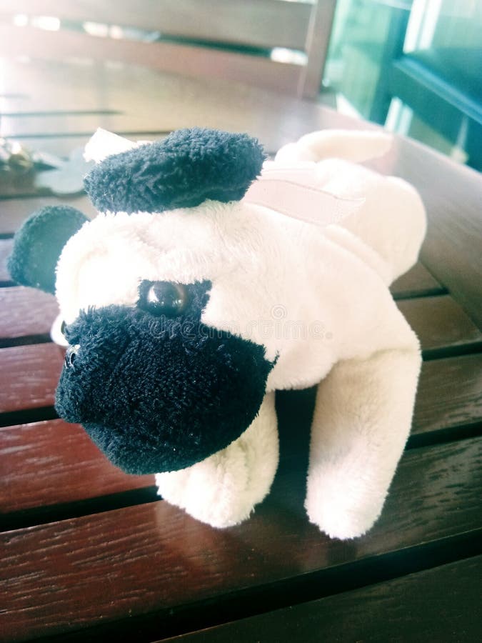 Lovely doll dog stock image. Image of white, doll, lovely - 149990459