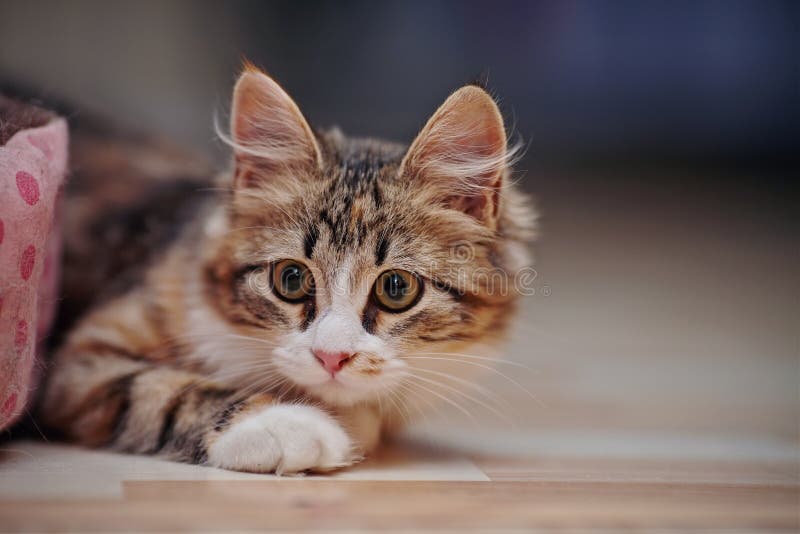 Lovely Domestic Multi-colored Kitten Stock Image - Image of tabby, claw ...