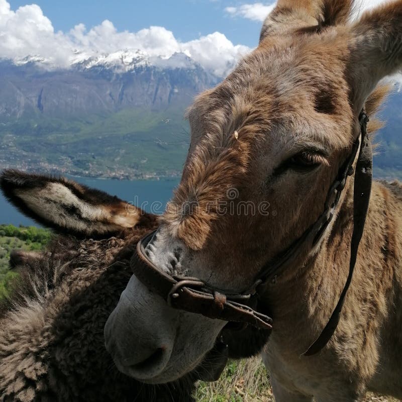 Lovely donkey stock image. Image of mane, grazing, horn - 235830235