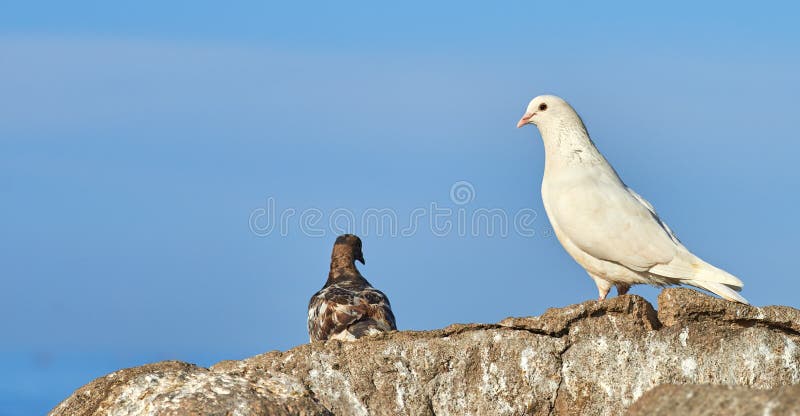 Lovely Dove - Elegant and Beautiful. a Dove - Elegant and Beautiful ...