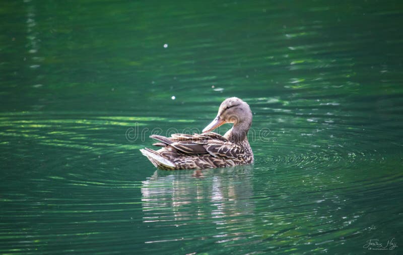 Lovely Duck Enjoying the Sunny Day Stock Photo - Image of foundation ...