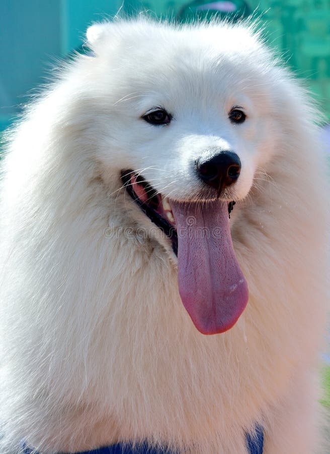 Lovely face of Samoyed dog stock photo. Image of tongue - 36168962