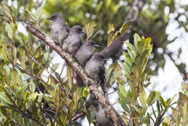 Lovely Family of Long-tailed Sibia Stock Photo - Image of breeding ...
