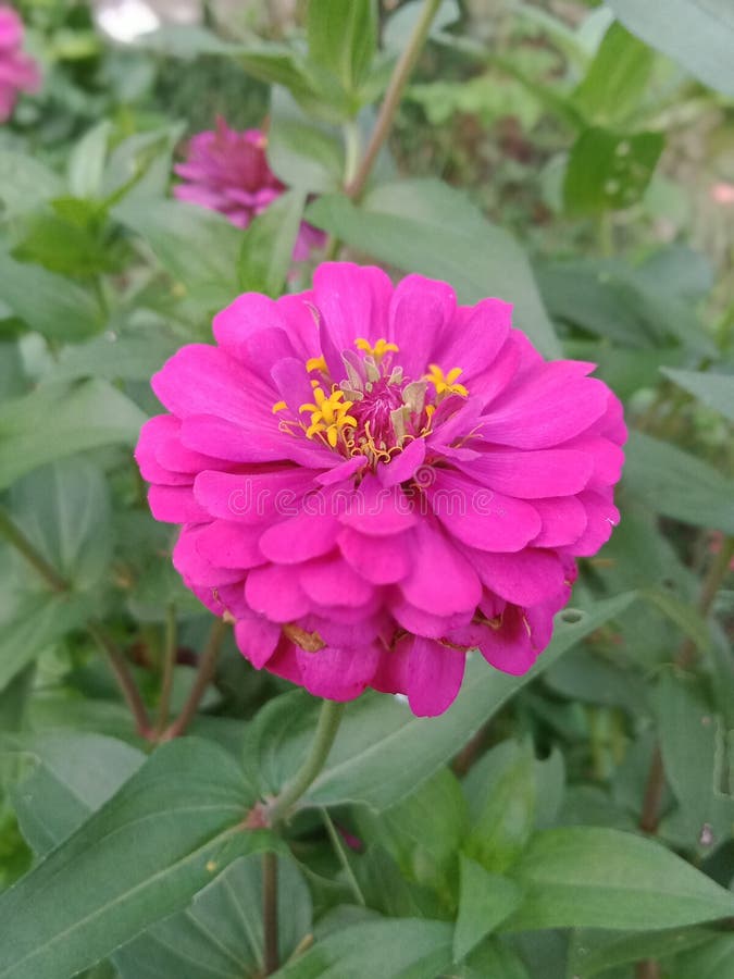 Lovely Flower stock image. Image of nature, cute, flowers - 188976913