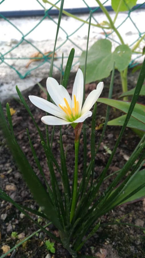 Lovely Flower Look Like Buddha Hand Stock Photo - Image of like, flower ...