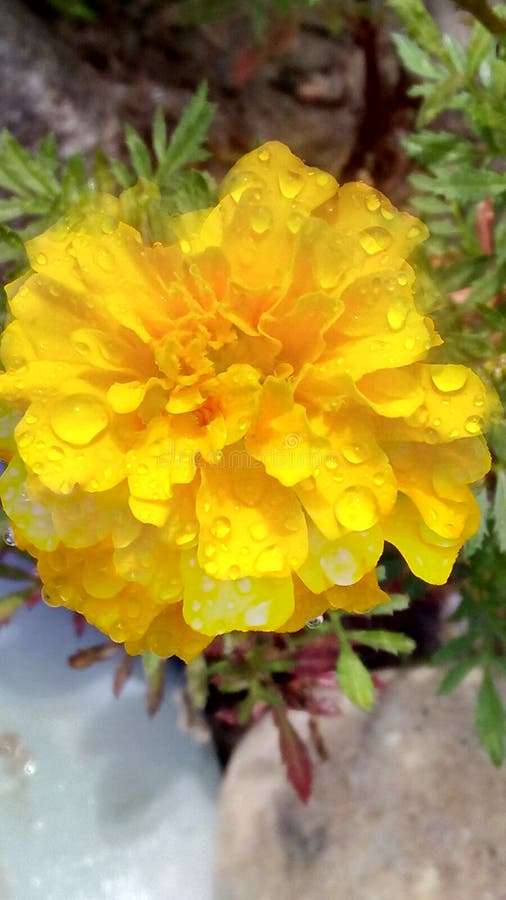 Lovely fliwer stock photo. Image of lovely, kolkata - 121417610