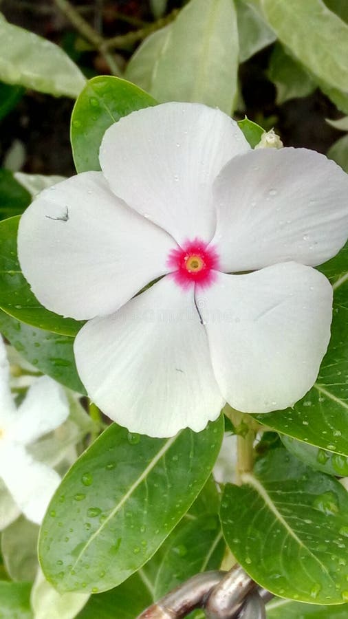 Glower Stock Photos - Download 561 Royalty Free Photos