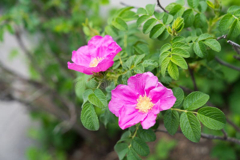 Lovely flowers stock photo. Image of butterfly, pink - 91467270