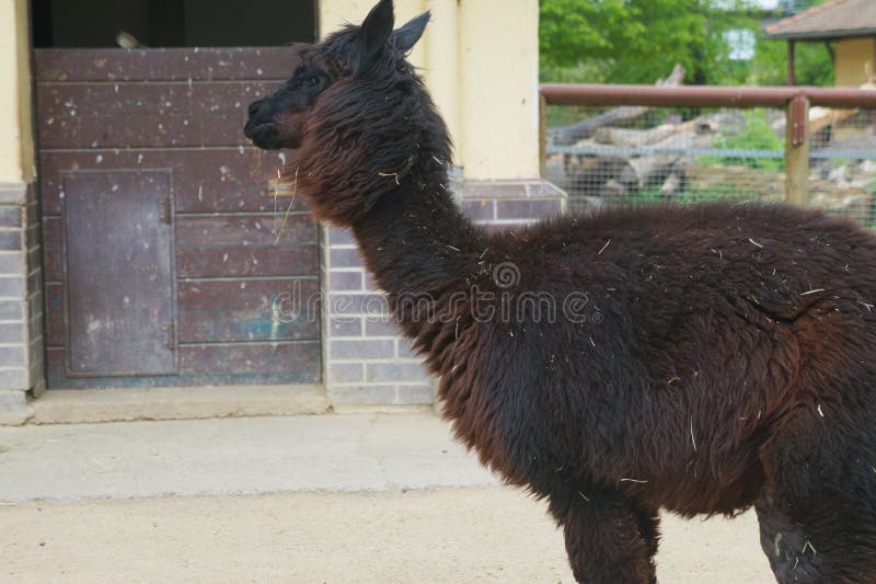 Lovely Fluffy Black Lama in Straw. Stock Photo - Image of llamas, hair ...