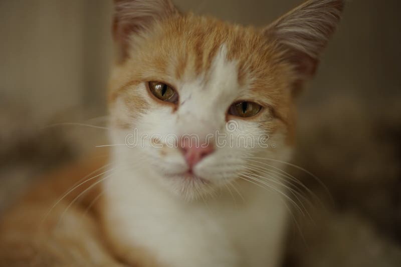 Lovely Fluffy Ginger White Cat Portrait Little Sad Stock Image - Image ...