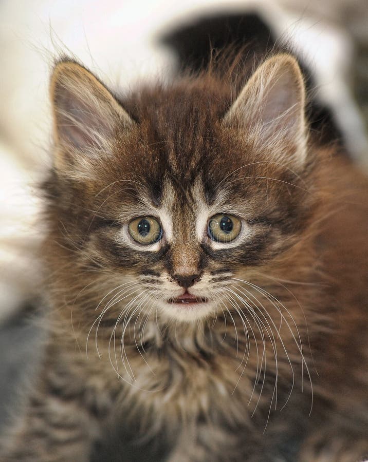 Lovely fluffy kitten stock photo. Image of tail, animal - 30650036