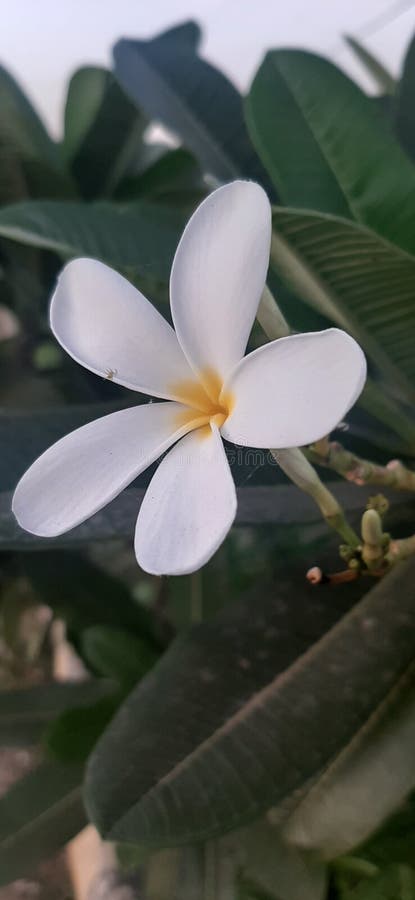 Lovely Folwer in the Evening Stock Image - Image of white, nature ...