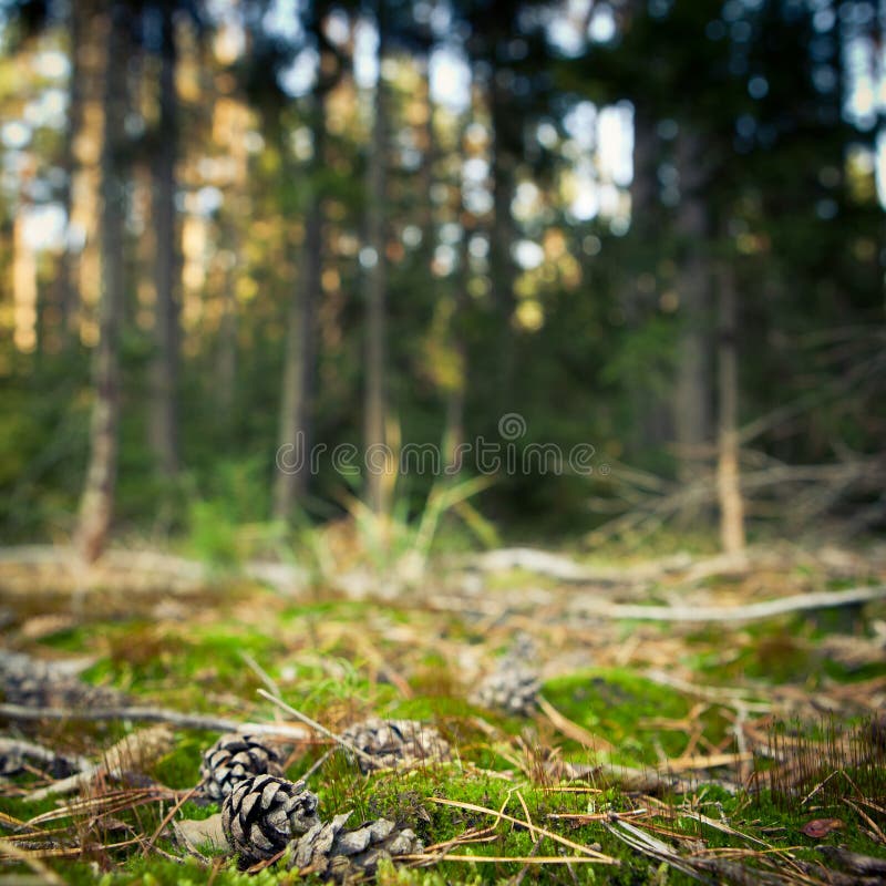 Lovely forest scenery stock image. Image of brown, autumn - 25387311