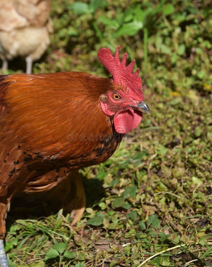 Lovely Free Range Wild Chicken with a Red Crest Stock Image - Image of ...