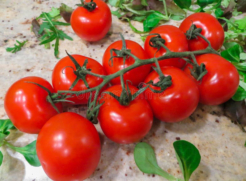 Lovely Fresh Small Red Tomatoes on a Branch in the Green Stock Photo ...