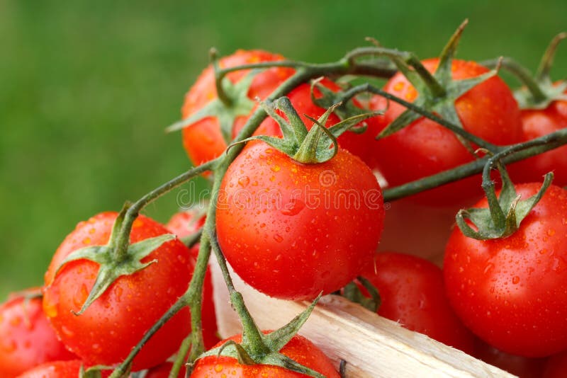 Lovely Fresh Small Red Tomatoes Stock Image - Image of blur, hanging ...