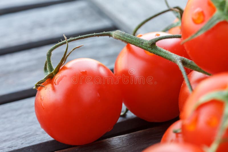 Lovely Fresh Small Red Tomatoes on the Vine Stock Photo - Image of ...
