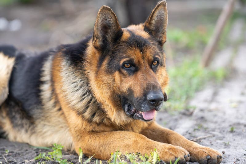 A Lovely German Shepherd Dog Stock Image - Image of outside, cute ...