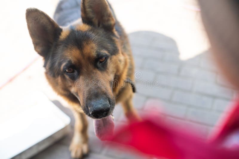 A Lovely German Shepherd Dog Stock Photo - Image of summer, purebred ...