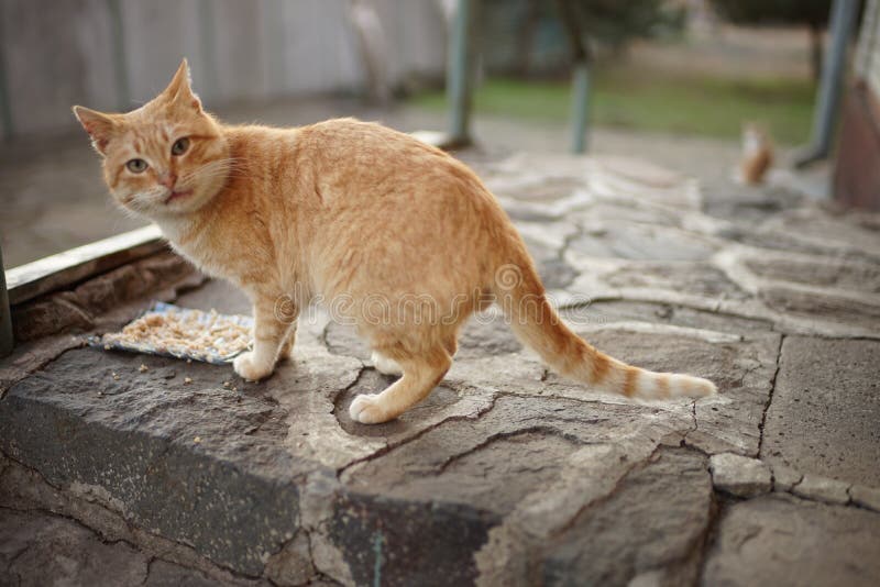 Lovely Ginger Cat Eating Outdoor on a Stone Floor Stock Image - Image ...